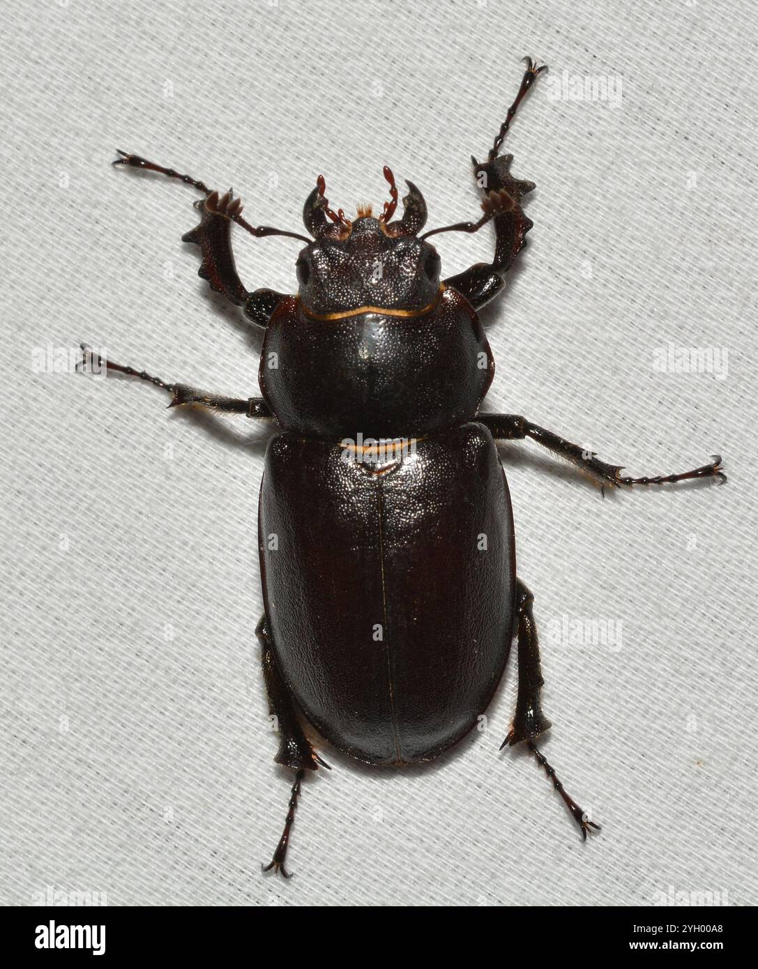 Smooth Stag Beetle (Lucanus placidus Stock Photo - Alamy