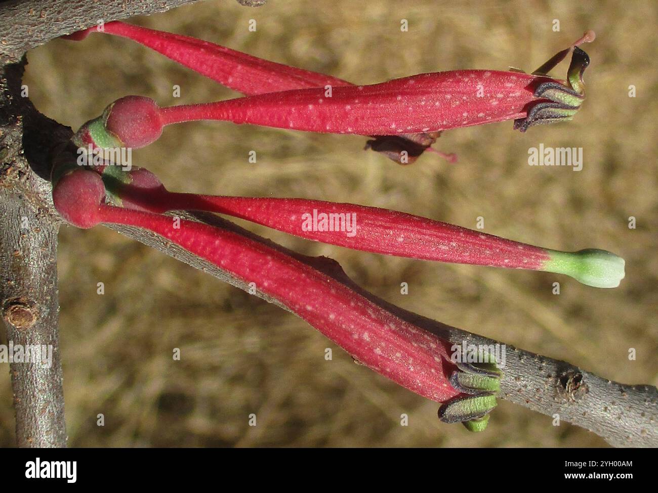 Tapinanthus oleifolius hi-res stock photography and images - Alamy