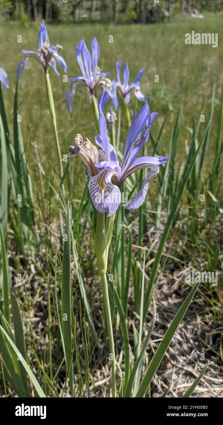 western blue flag (Iris missouriensis Stock Photo - Alamy