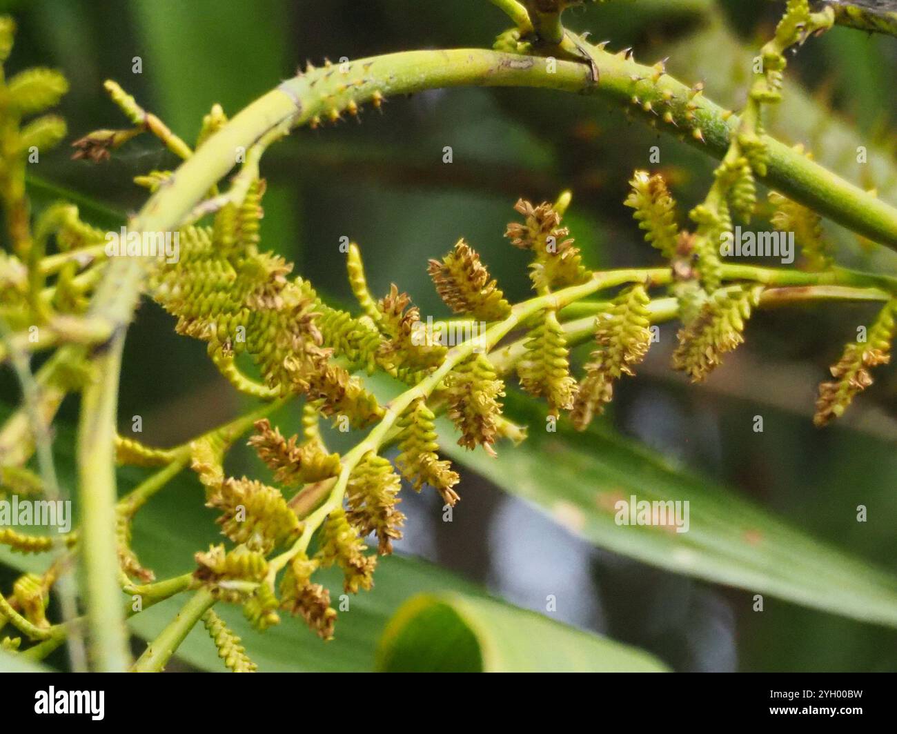 Yellow Rotang Palm (Calamus formosanus Stock Photo - Alamy