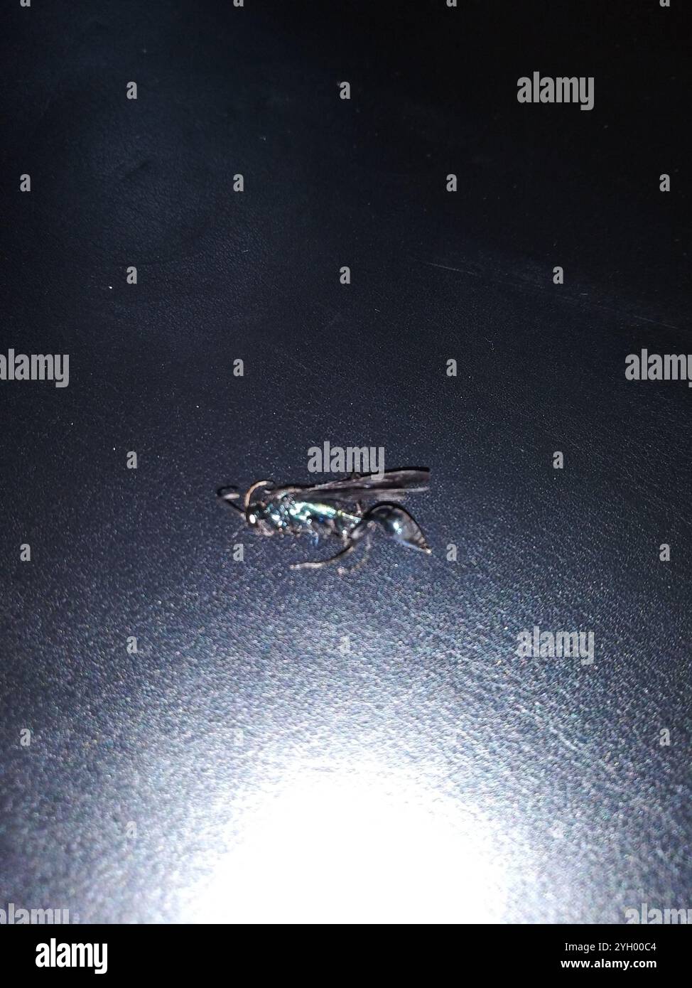 Nearctic Blue Mud-dauber Wasp (Chalybion californicum Stock Photo - Alamy