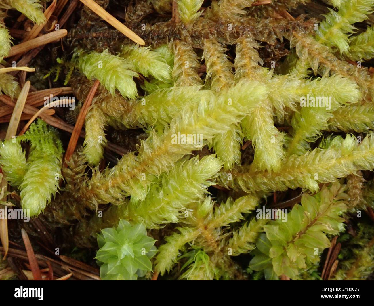 Pipecleaner Moss (Rhytidiopsis robusta Stock Photo - Alamy