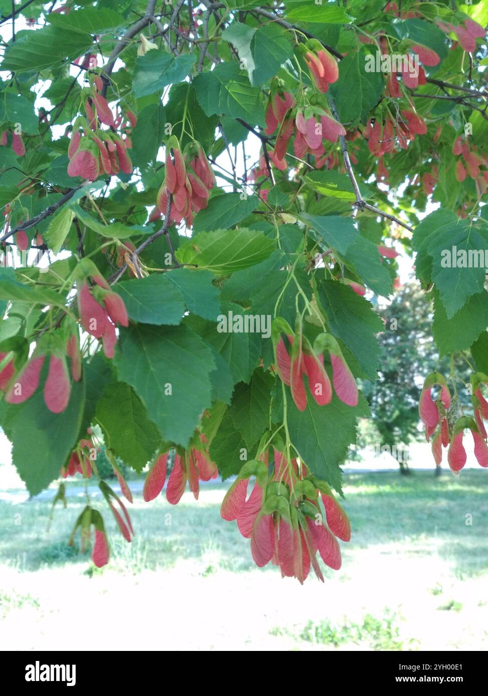Tatarian Maple (Acer tataricum Stock Photo - Alamy