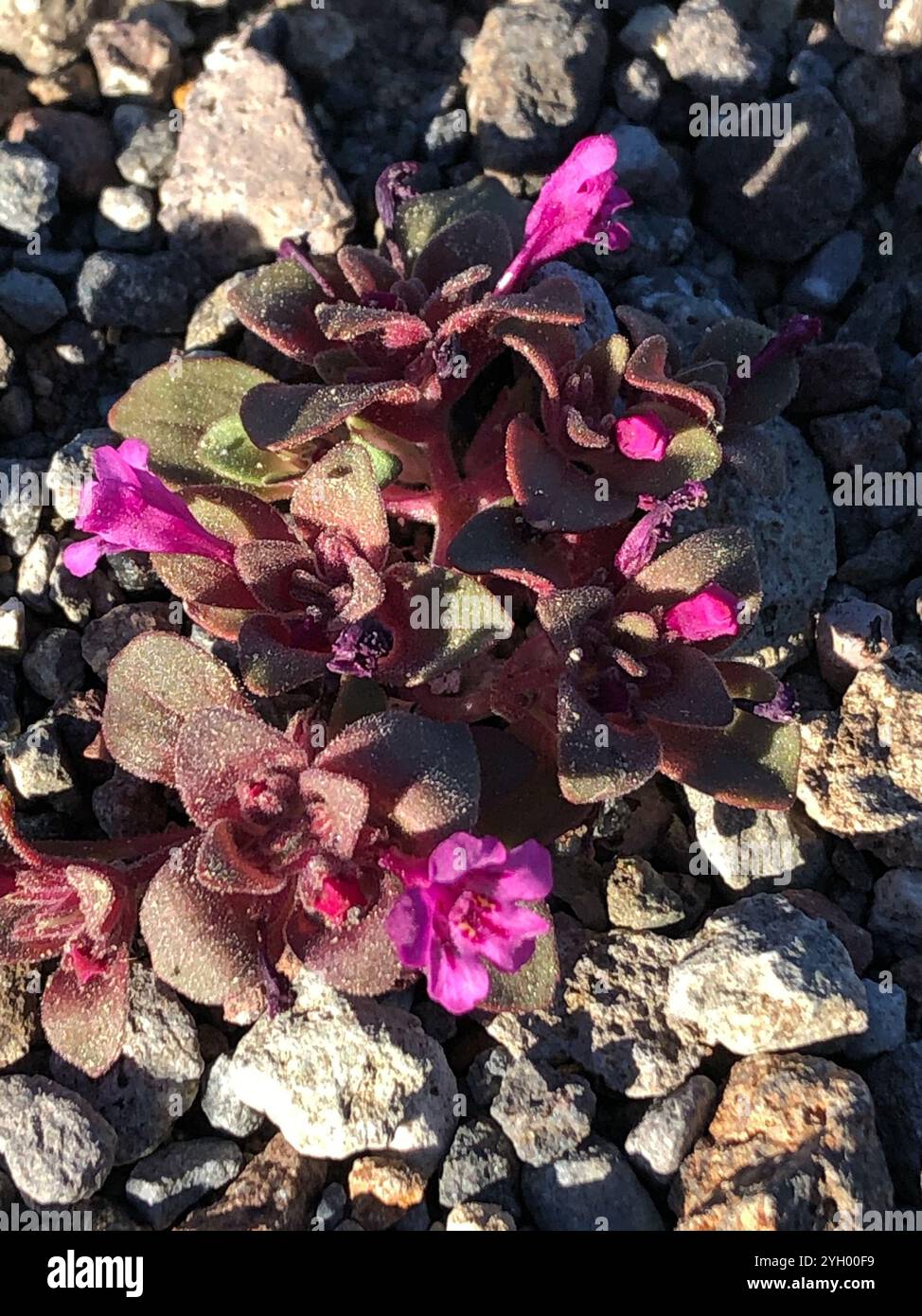 Cascadensis hi-res stock photography and images - Alamy