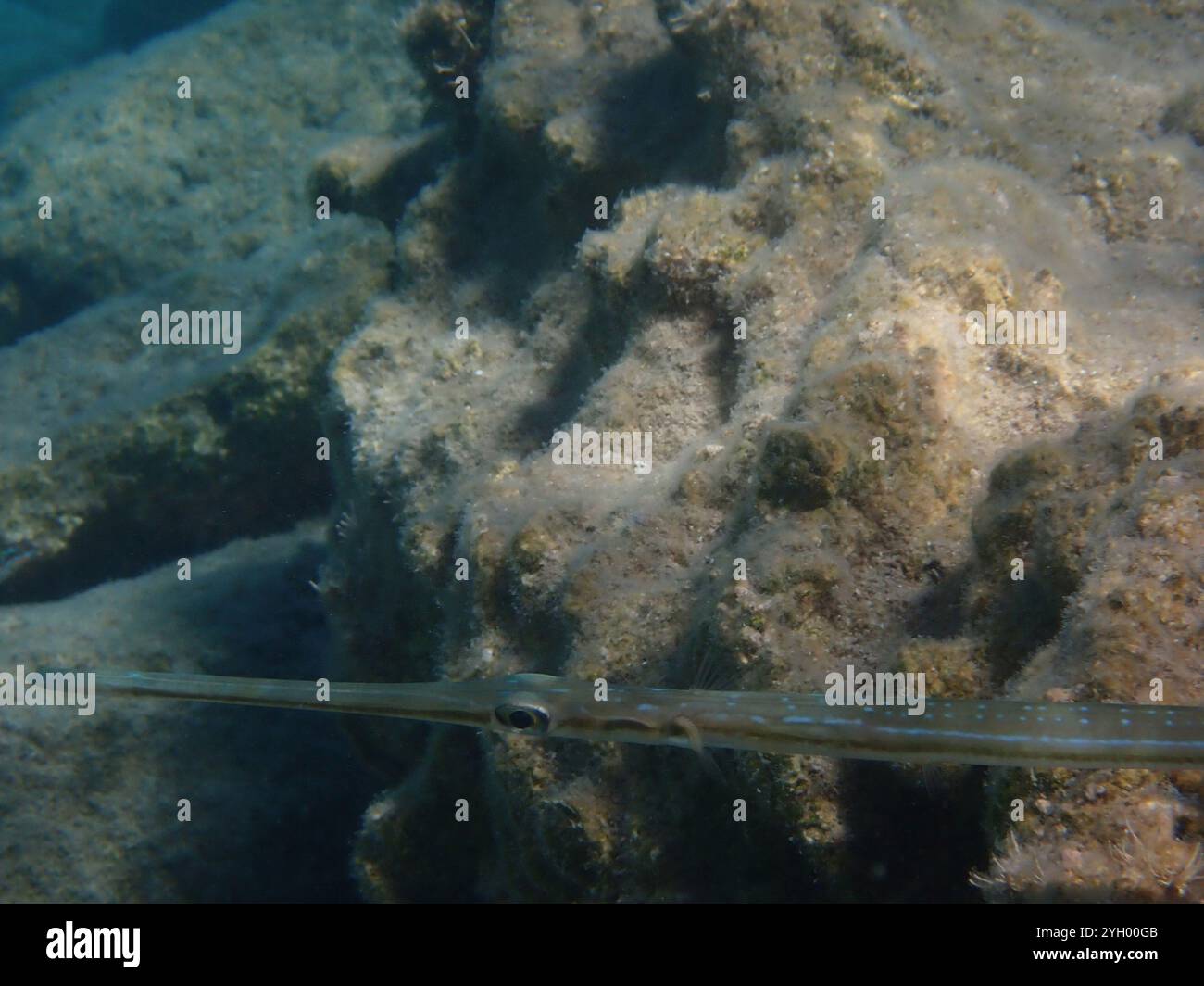Bluespotted Cornetfish (Fistularia commersonii Stock Photo - Alamy