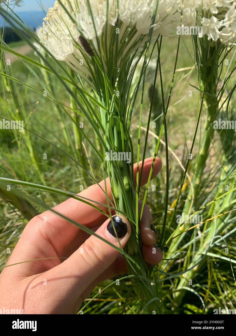 common beargrass (Xerophyllum tenax Stock Photo - Alamy