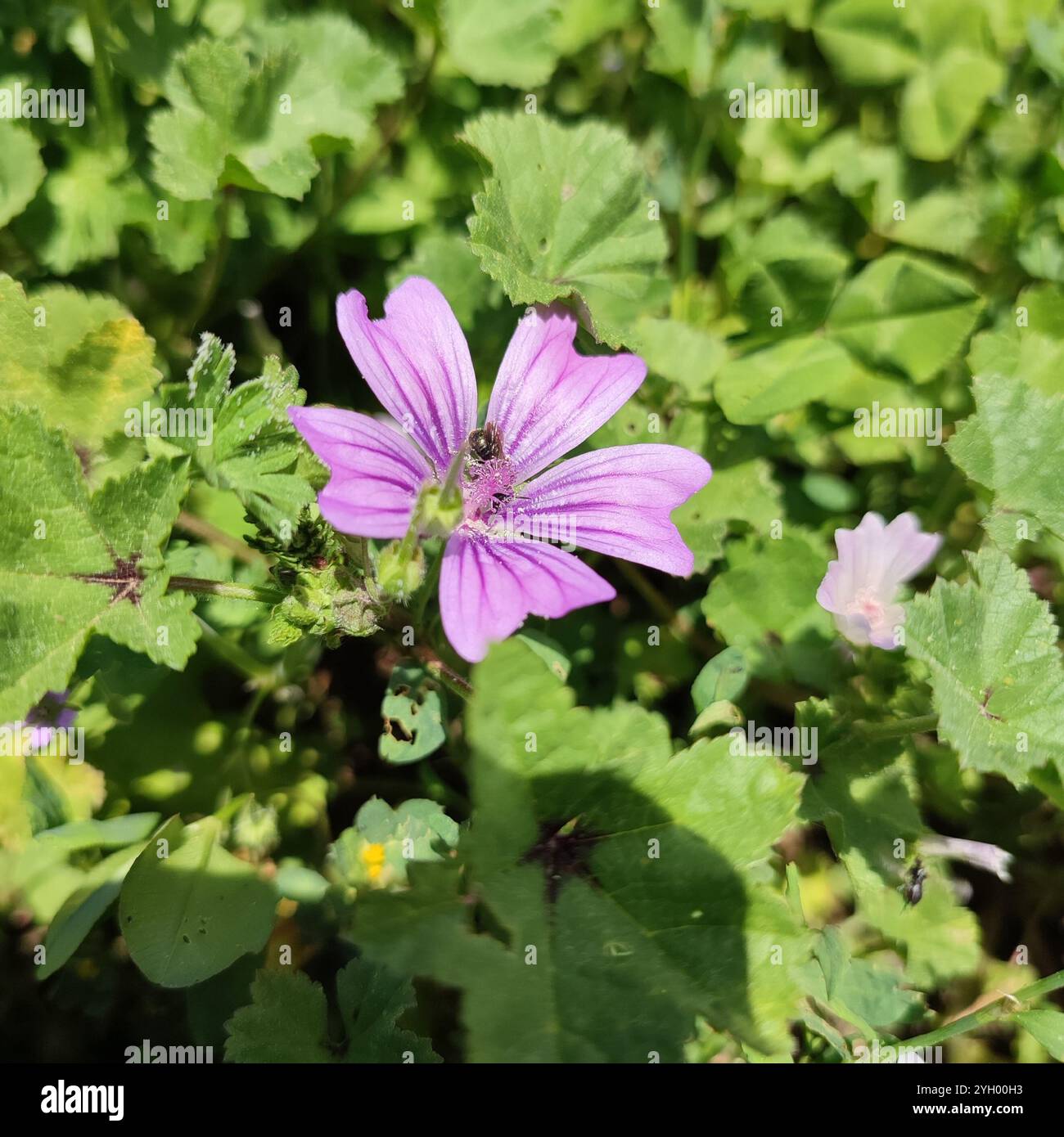 Common Mallow (Malva sylvestris Stock Photo - Alamy