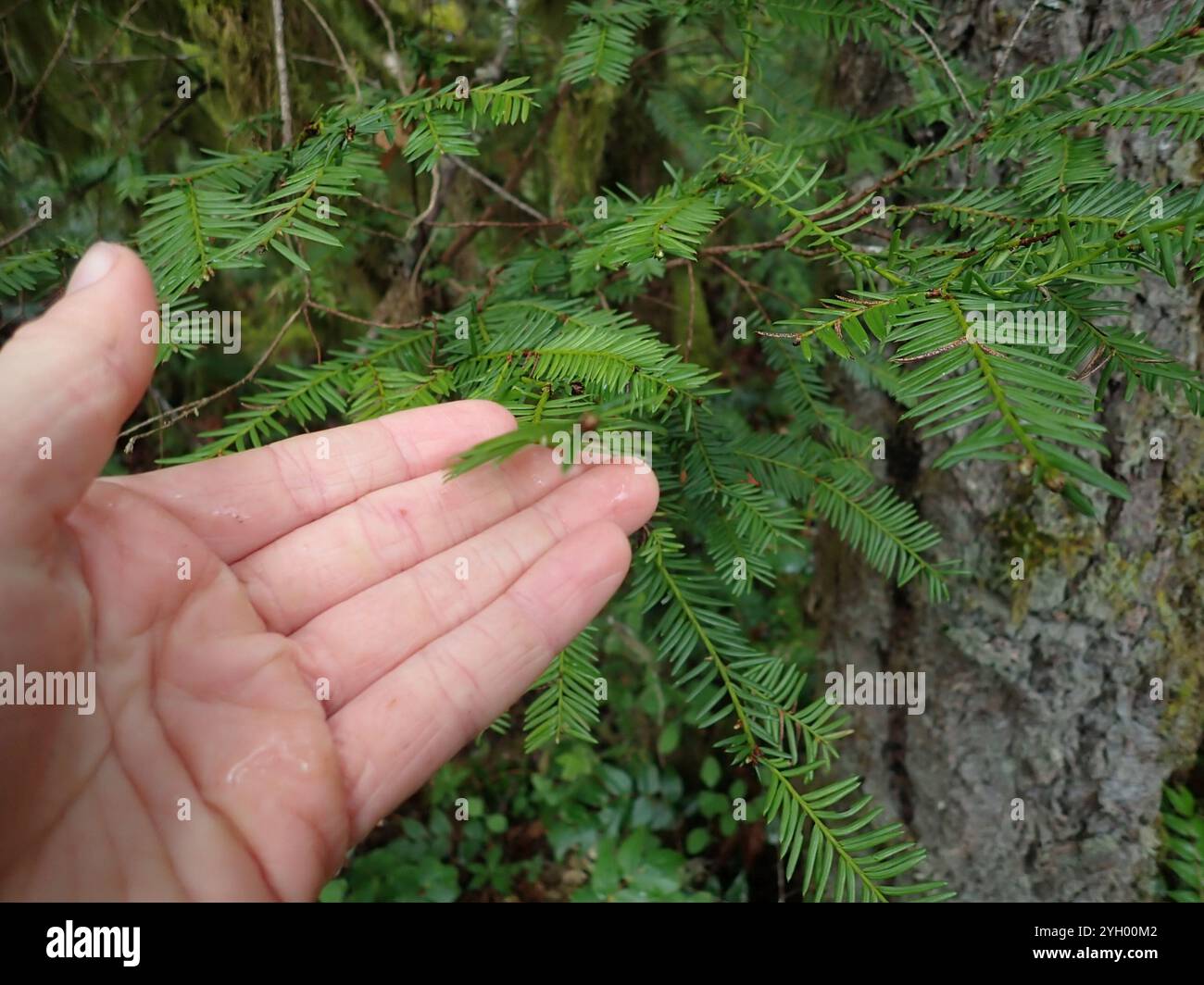 Pacific yew hi-res stock photography and images - Alamy