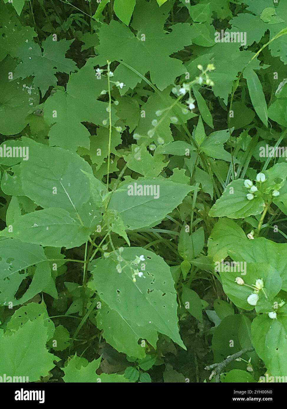 broadleaf enchanter's nightshade (Circaea canadensis Stock Photo - Alamy