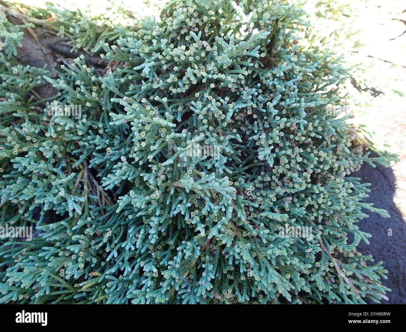 creeping juniper (Juniperus horizontalis Stock Photo - Alamy