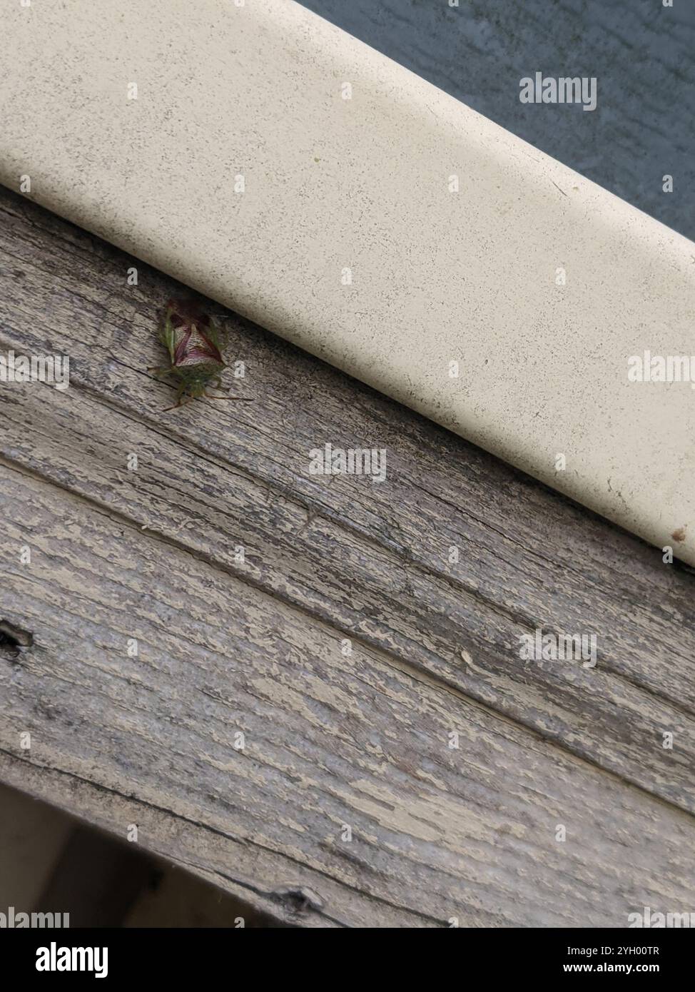 Red-cross Shield Bug (Elasmostethus cruciatus Stock Photo - Alamy