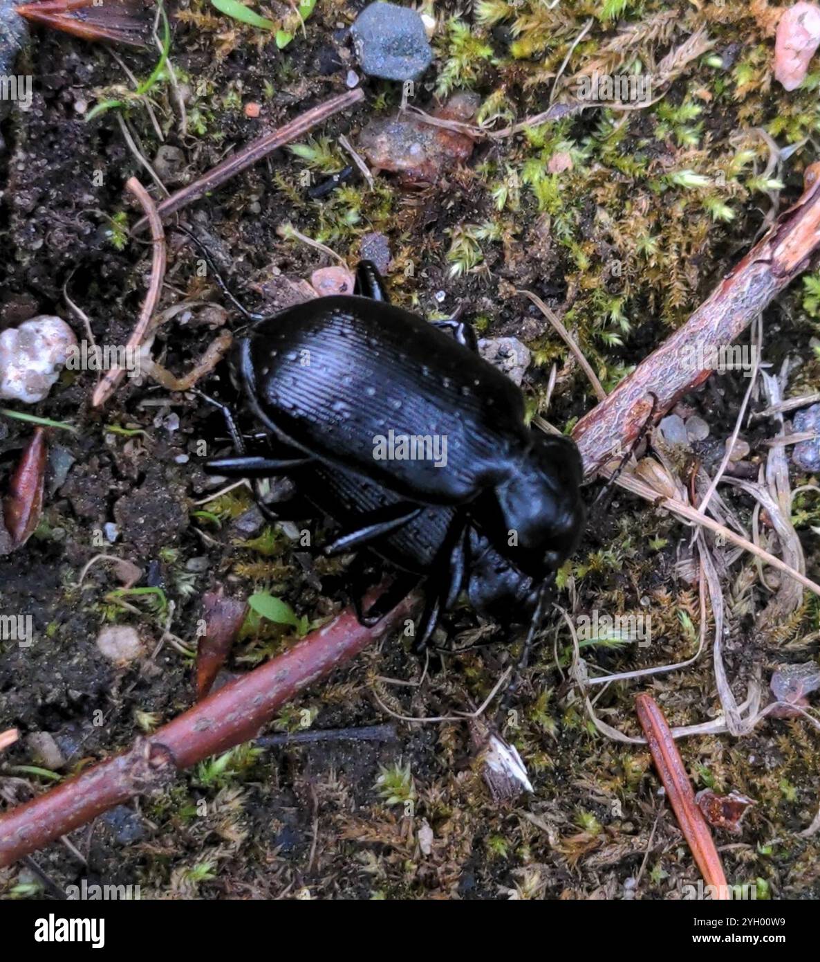 Cold-country Caterpillar Hunter (Calosoma frigidum Stock Photo - Alamy