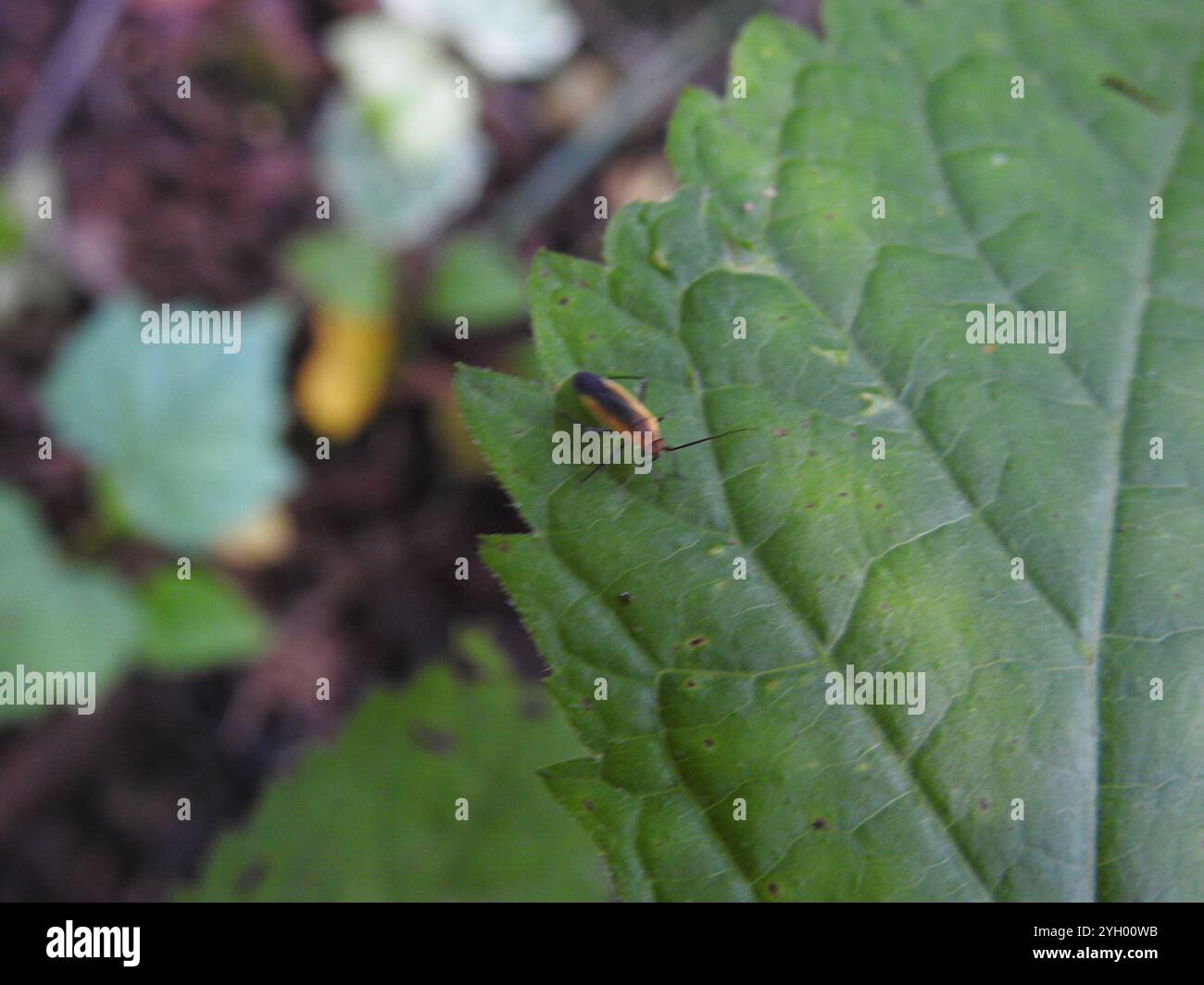Scarlet Plant Bugs (Lopidea Stock Photo - Alamy