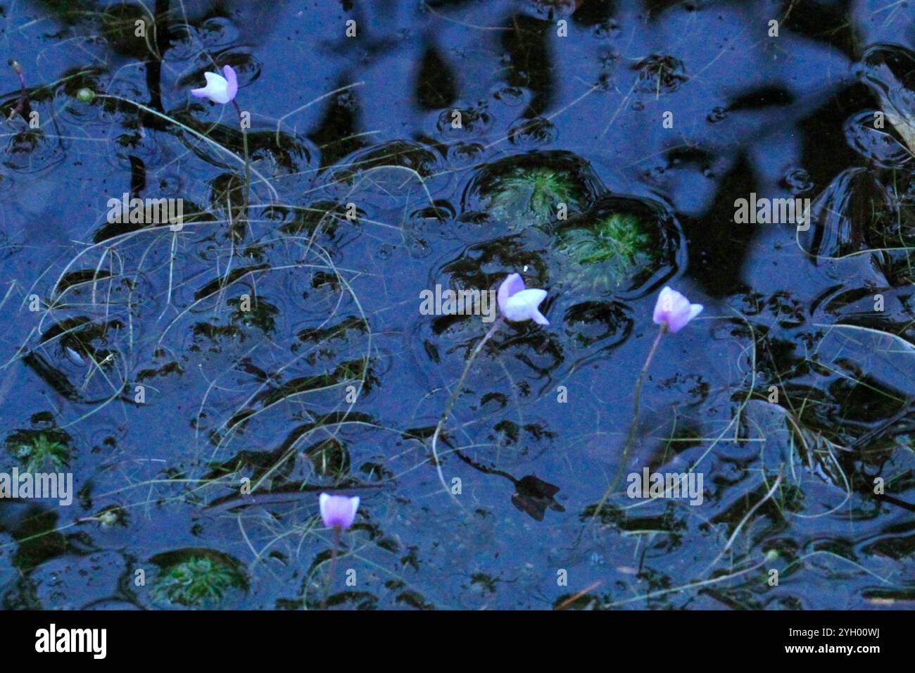 Purple Bladderwort (Utricularia purpurea Stock Photo - Alamy