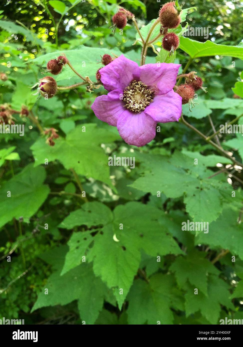 purple-flowered raspberry (Rubus odoratus Stock Photo - Alamy