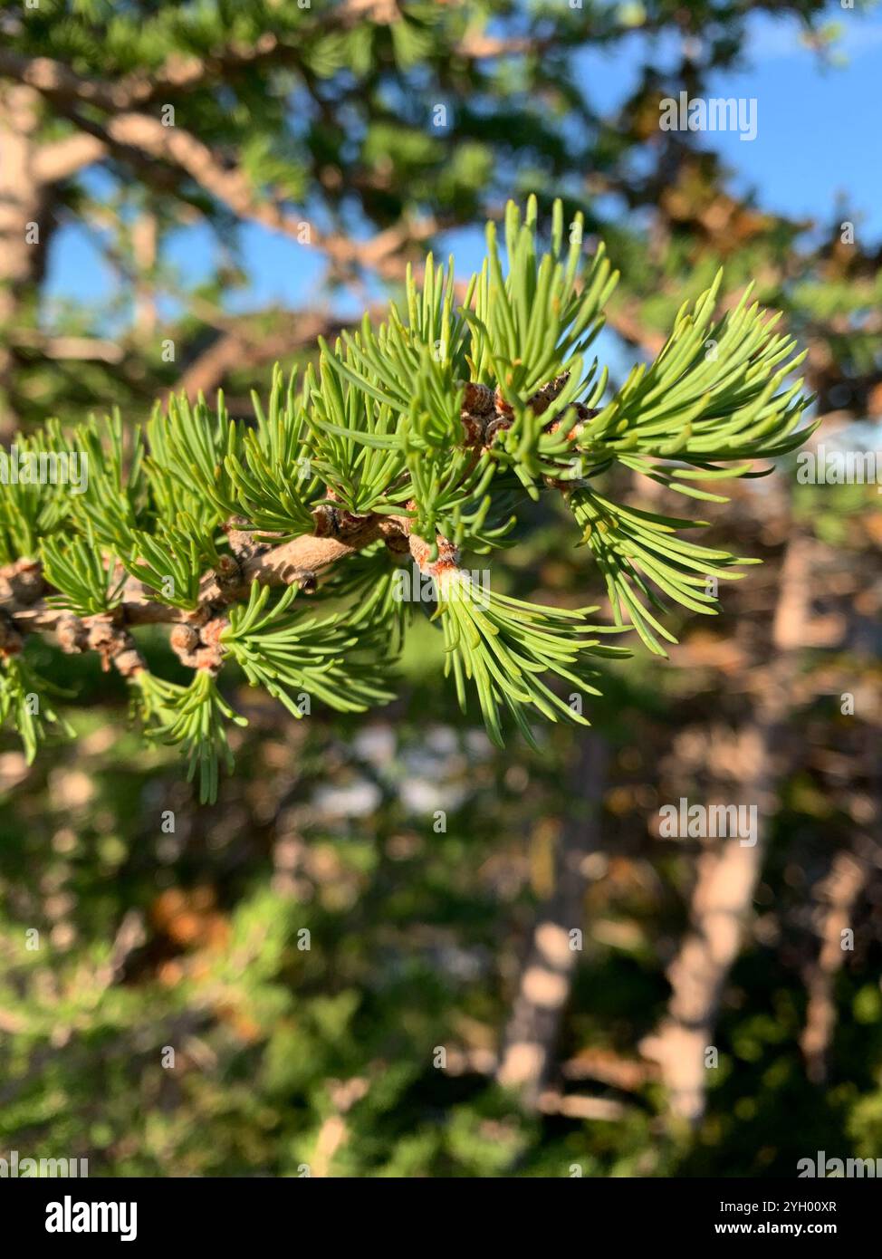 subalpine larch (Larix lyallii Stock Photo - Alamy