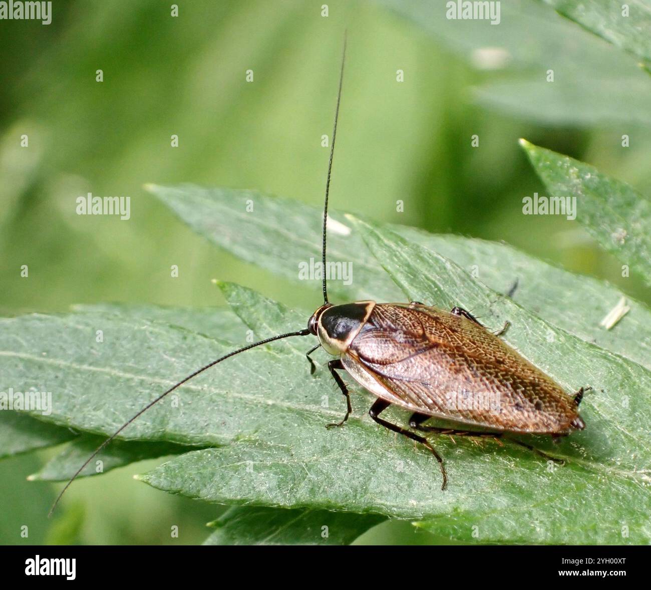 Forest Cockroach (Ectobius sylvestris Stock Photo - Alamy
