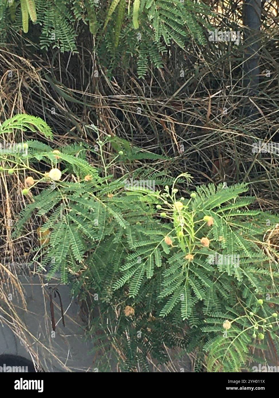White leadtree (Leucaena leucocephala Stock Photo - Alamy