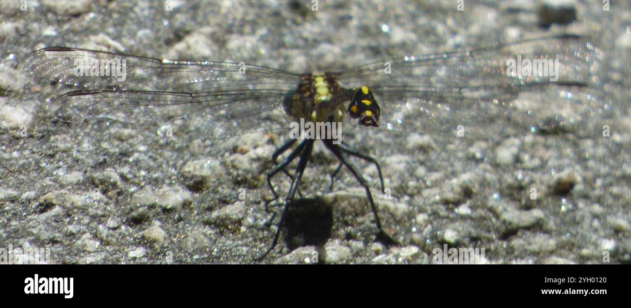 Black-shouldered Spinyleg (Dromogomphus spinosus Stock Photo - Alamy