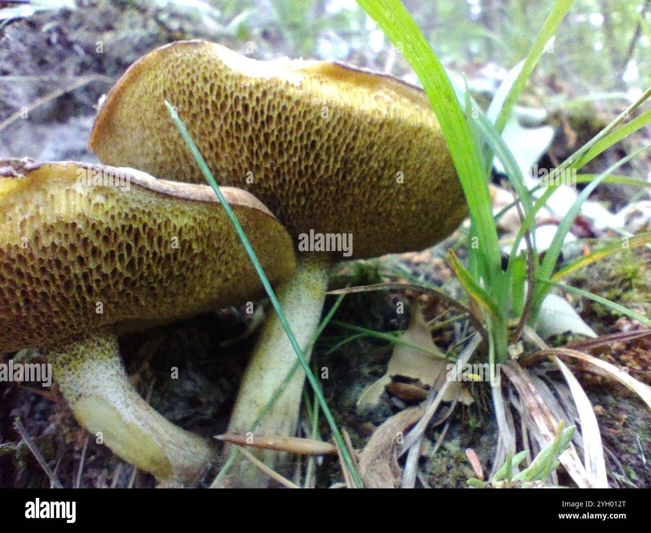 Butterball (Suillus weaverae Stock Photo - Alamy