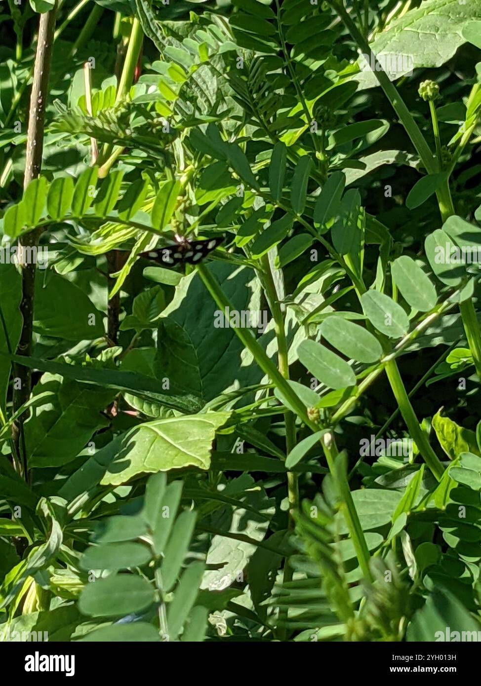 Anania funebris hi-res stock photography and images - Alamy