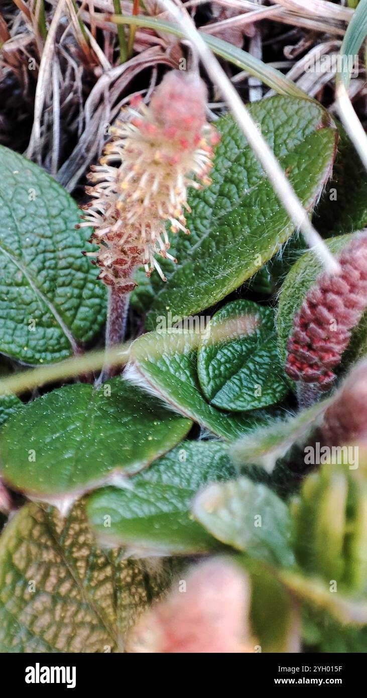 Net-leaved Willow (Salix reticulata Stock Photo - Alamy