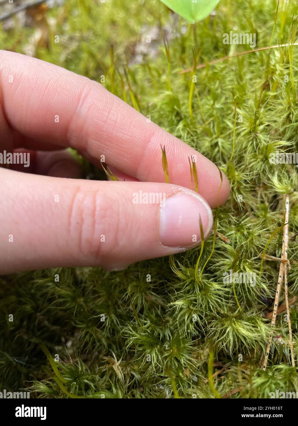 Waxyleaf Moss (Dicranum polysetum Stock Photo - Alamy
