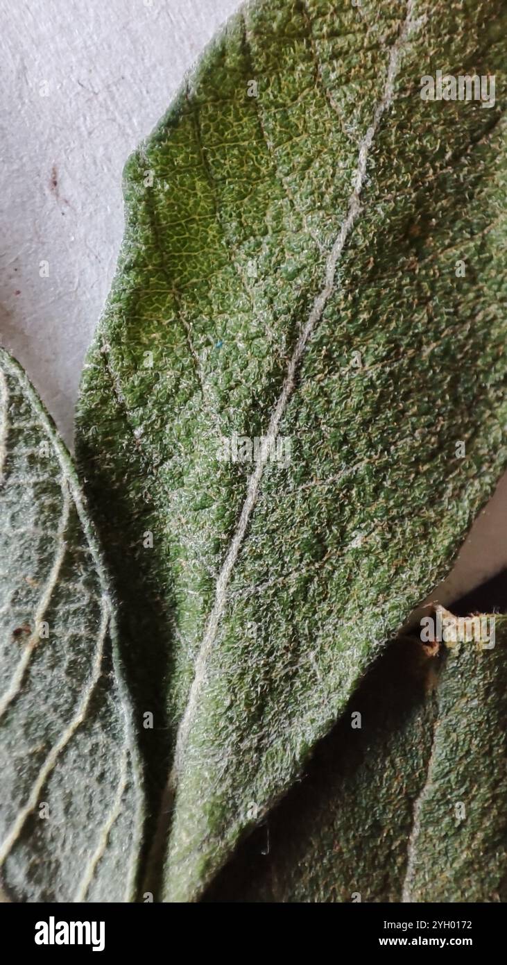 Rusty Willow (Salix atrocinerea Stock Photo - Alamy