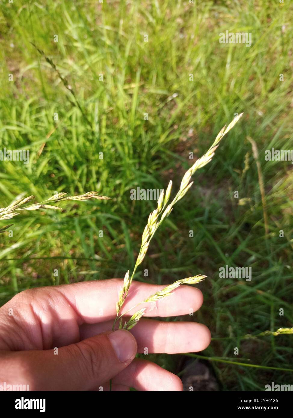 tall fescue (Lolium arundinaceum Stock Photo - Alamy