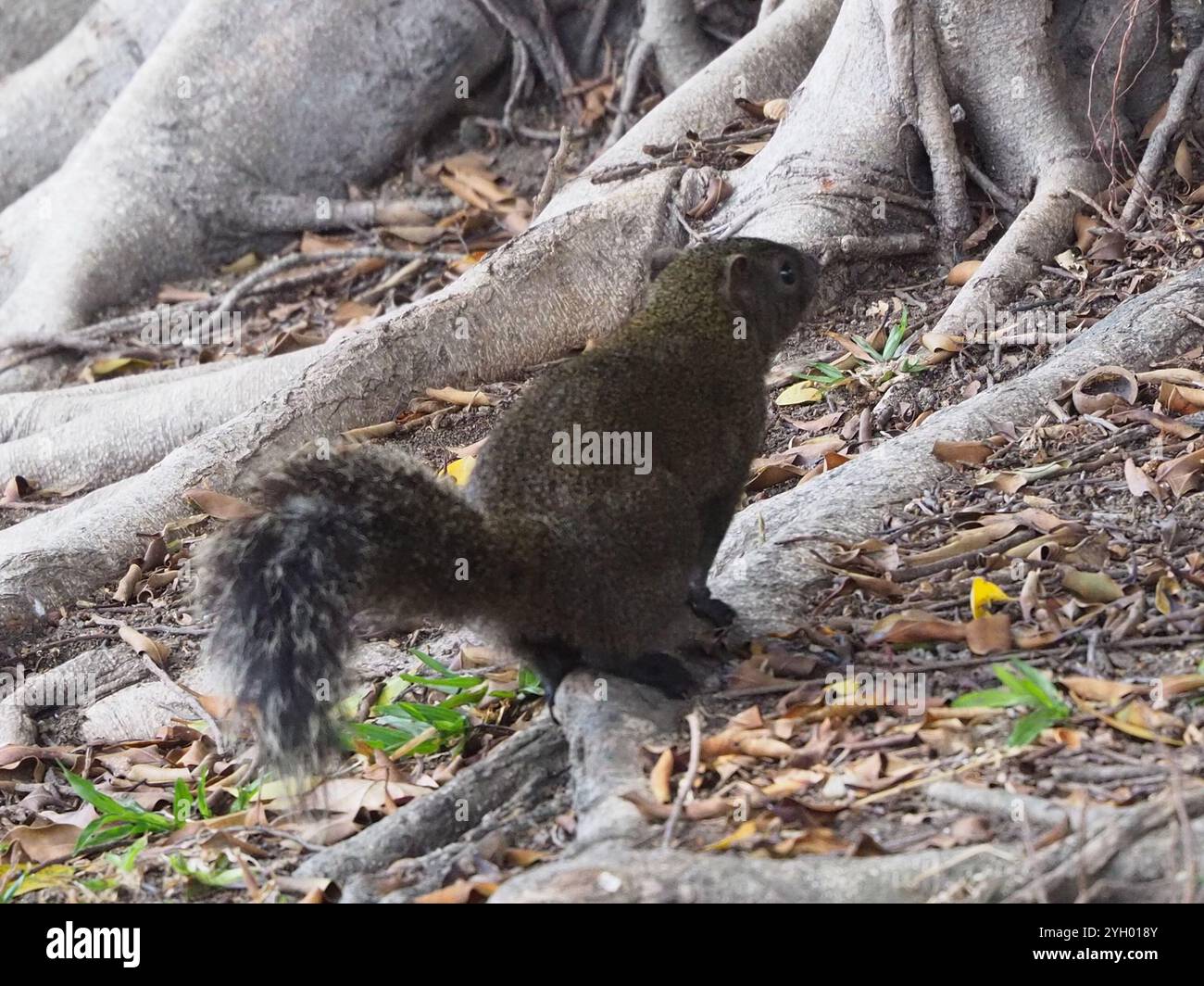 Taiwan Squirrel (Callosciurus erythraeus thaiwanensis Stock Photo - Alamy