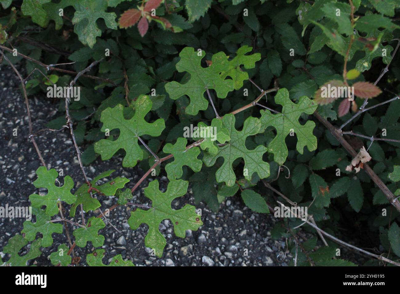 Vitis mustangensis hi-res stock photography and images - Alamy