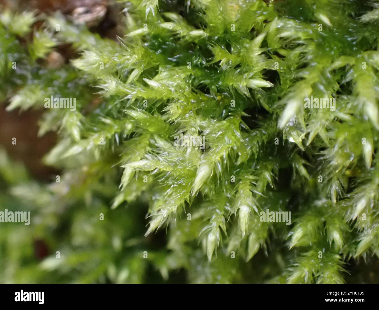 Cat's Tail Moss (Pseudisothecium stoloniferum Stock Photo - Alamy
