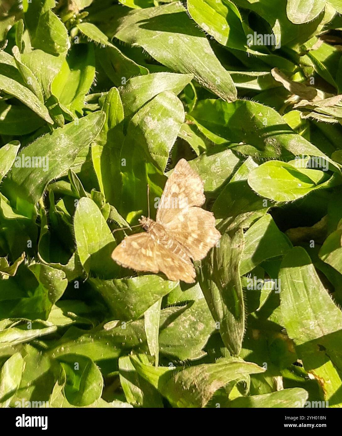 Spread wing skippers hi-res stock photography and images - Alamy