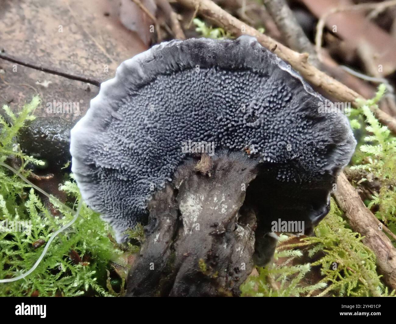Black tooth phellodon niger hi-res stock photography and images - Alamy