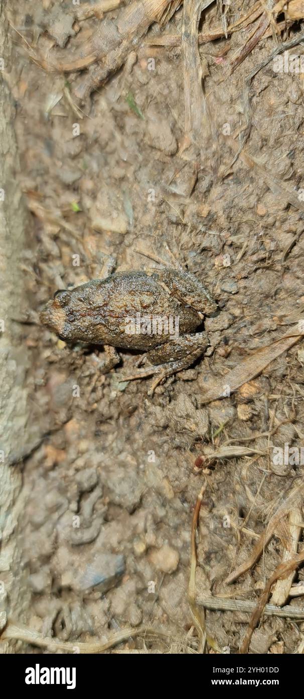Common Eastern Froglet (Crinia signifera Stock Photo - Alamy