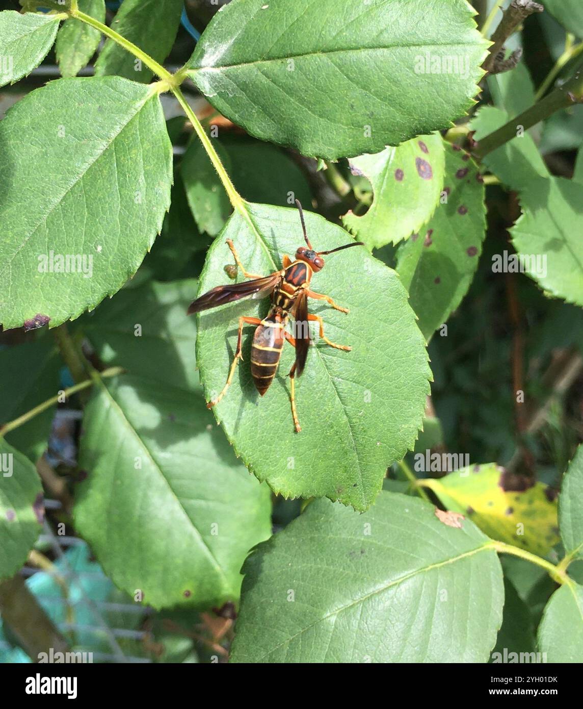 Northern Paper Wasp (Polistes fuscatus Stock Photo - Alamy