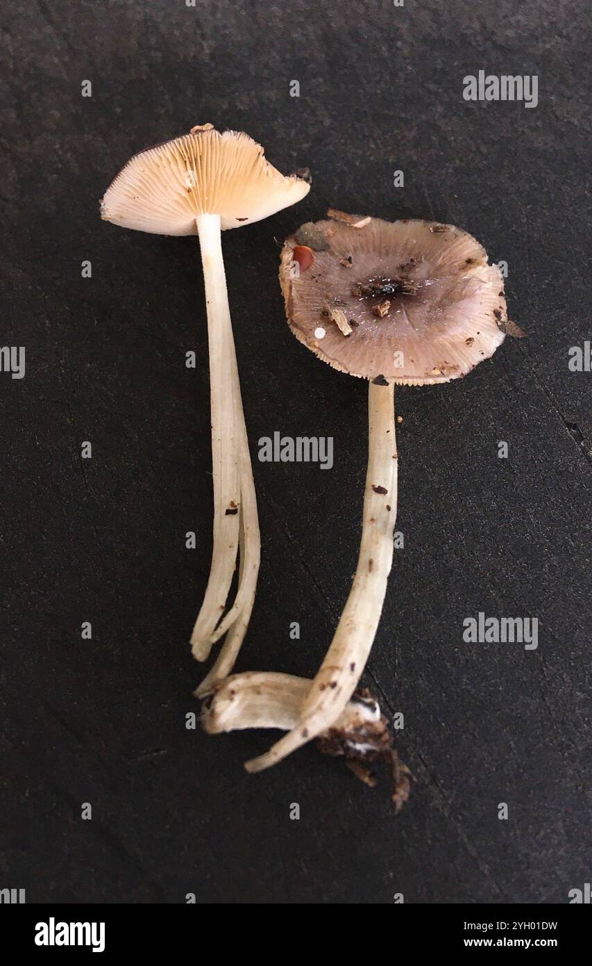 Bolbitius reticulatus hi-res stock photography and images - Alamy