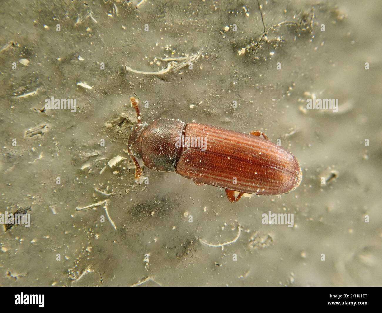 Tribolium castaneum hi-res stock photography and images - Alamy