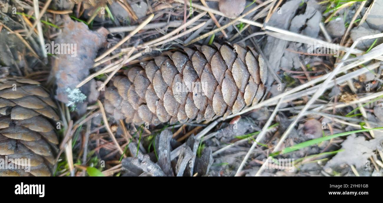Siberian spruce (Picea obovata Stock Photo - Alamy