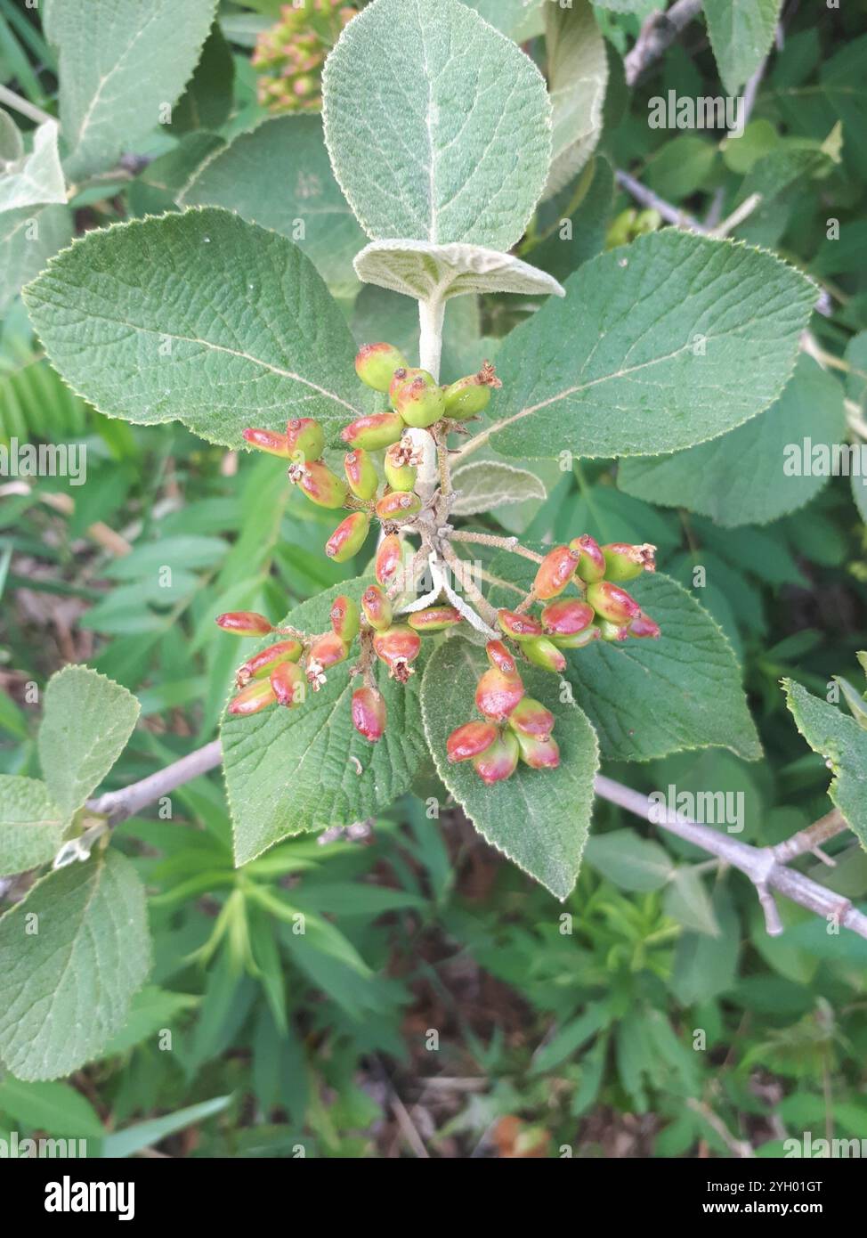Wayfaring-tree (Viburnum lantana Stock Photo - Alamy