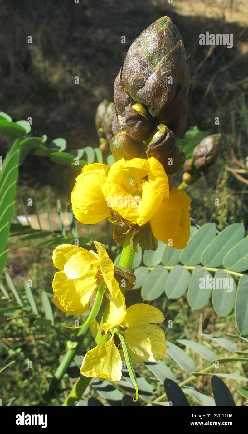 Peanut-Butter Cassia (Senna didymobotrya Stock Photo - Alamy