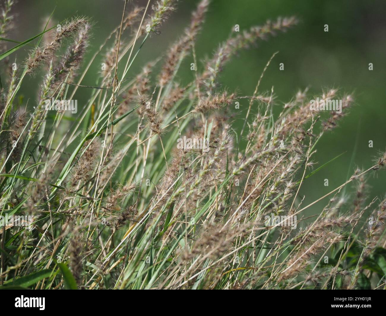buffelgrass (Cenchrus ciliaris Stock Photo - Alamy