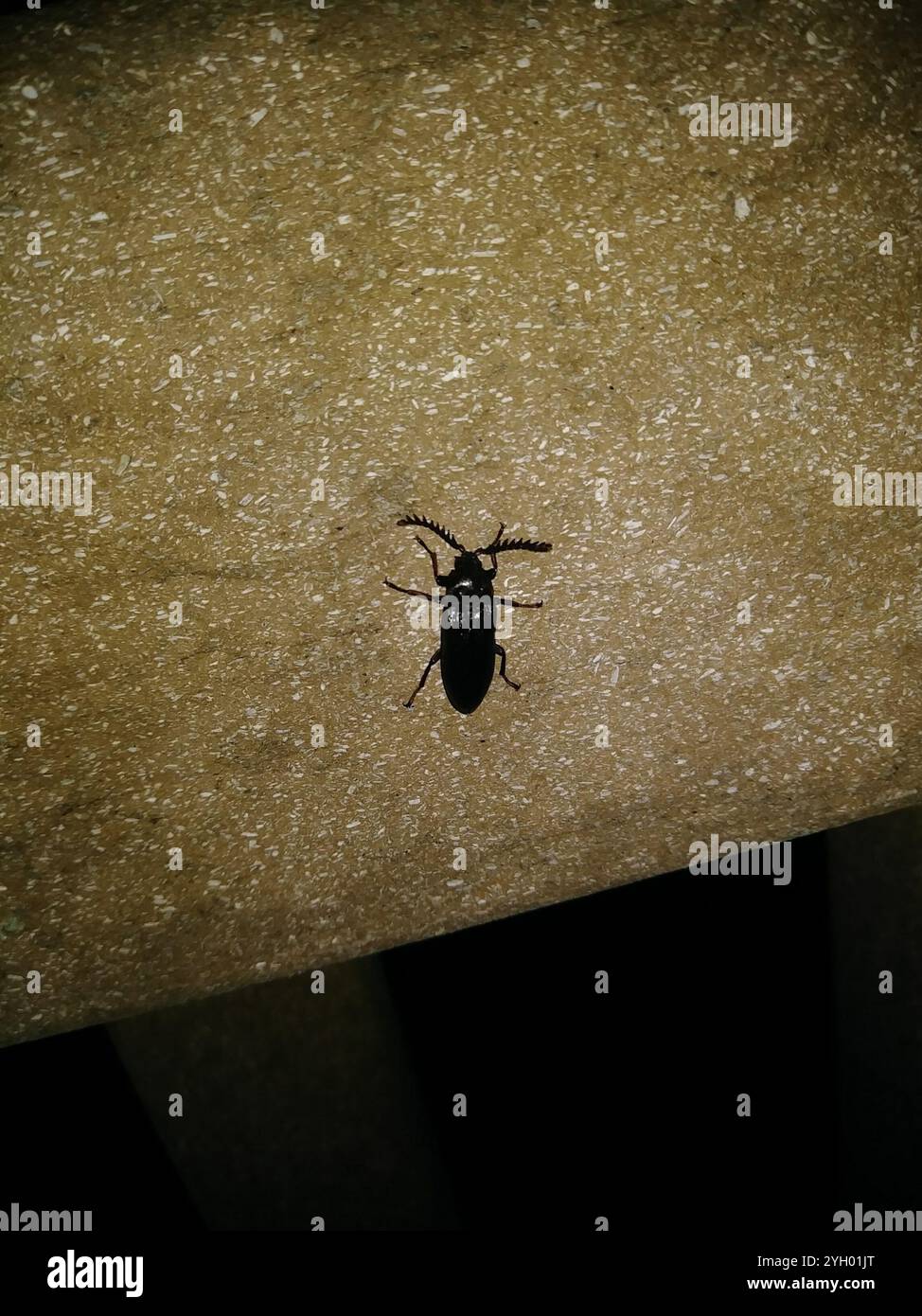 Water, Rove, Scarab, Long-horned, Leaf, and Snout Beetles (Polyphaga ...