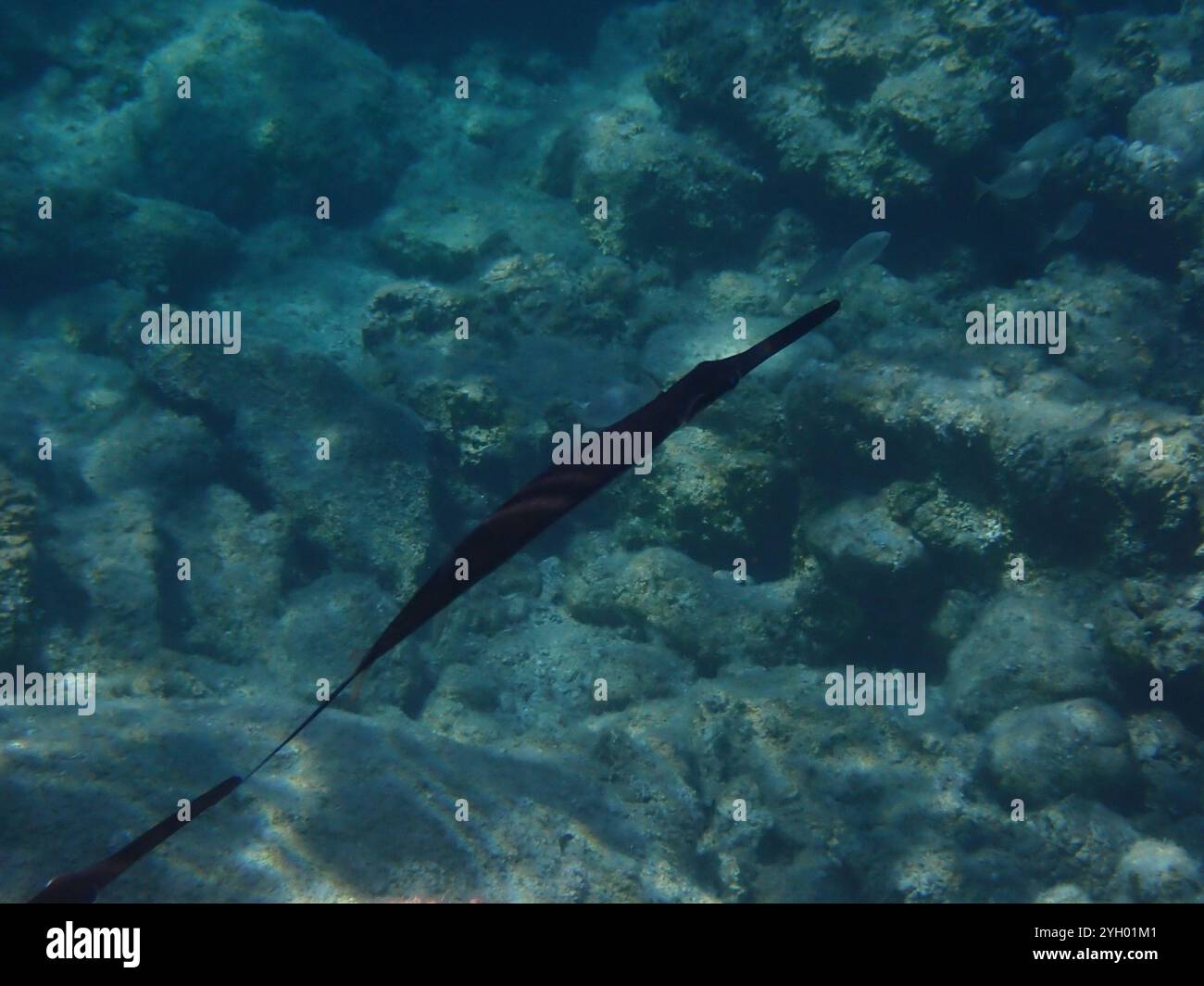 Bluespotted Cornetfish (Fistularia commersonii Stock Photo - Alamy