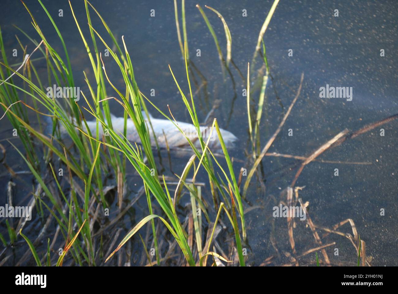 Salmons and Trouts (Salmoninae Stock Photo - Alamy