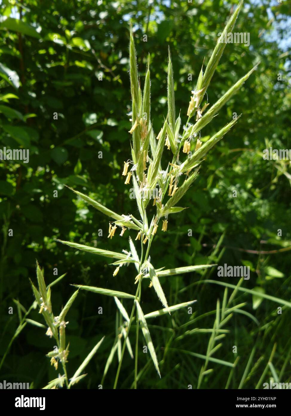 Tor-grass (Brachypodium pinnatum Stock Photo - Alamy