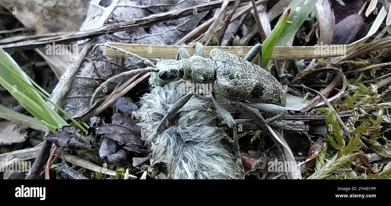 Blackspotted Longhorn Beetle (Rhagium mordax Stock Photo - Alamy