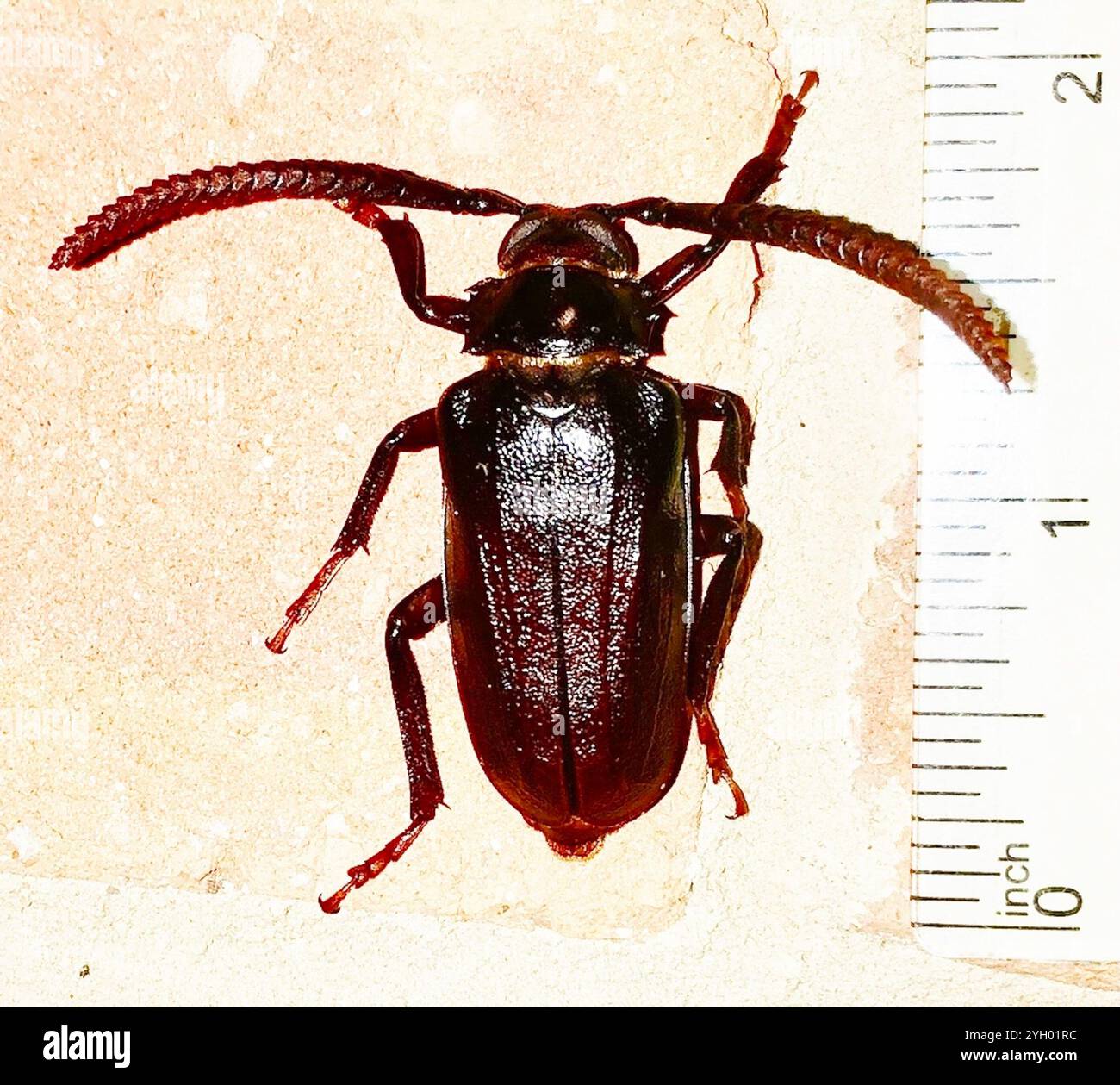 Prionus imbricornis hi-res stock photography and images - Alamy