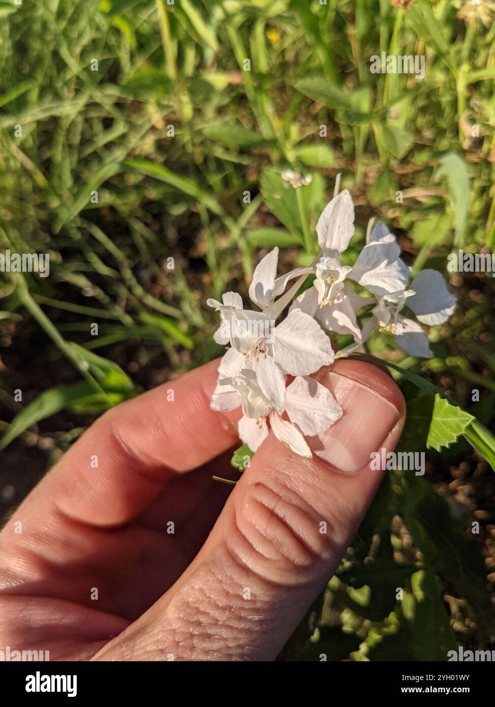 doubtful knight's-spur (Delphinium ajacis Stock Photo - Alamy