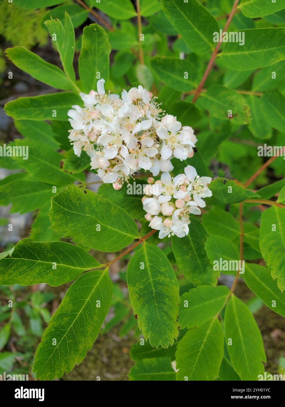 Sitka Mountain-Ash (Sorbus sitchensis Stock Photo - Alamy
